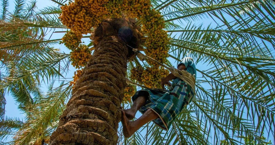 Visit the Date Farms Around Madinah